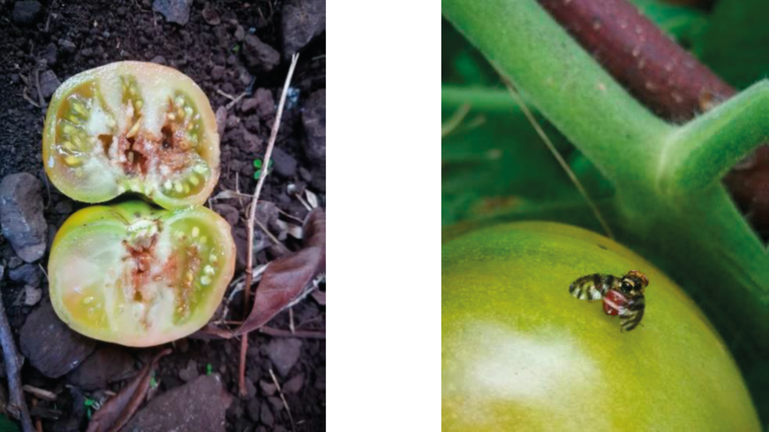 Etudes sur les méthodes de lutte contre les ravageurs aériens de la ...